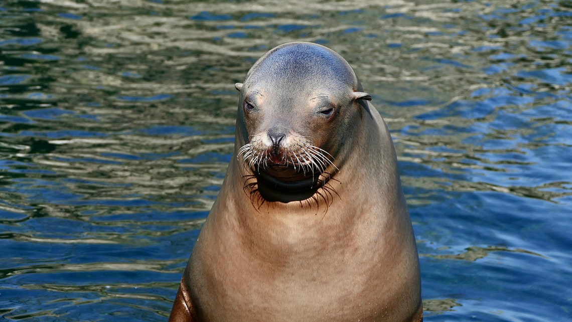 A Beautiful Sea Lion. Unique Photo for Digital Download Electronically ...