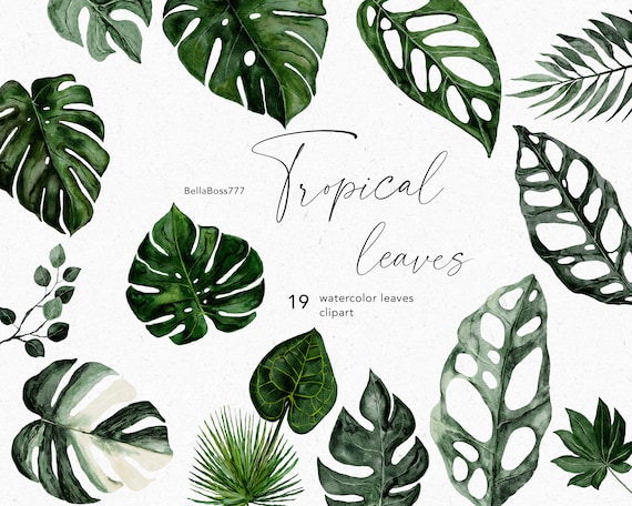 Tropical Leaves Monstera Clipart Botanical Clipart Greenery | Etsy