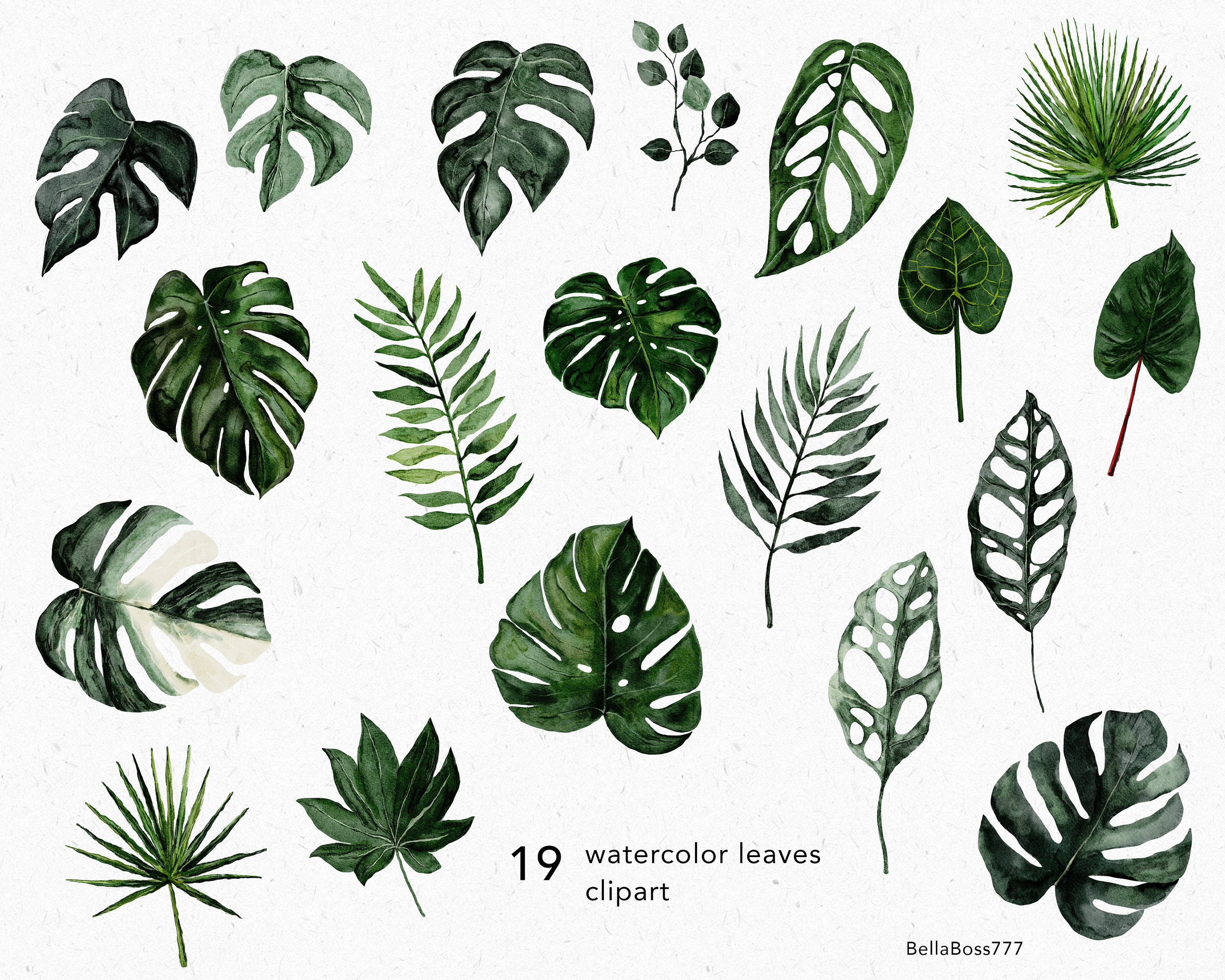 Tropical Leaves Monstera Clipart Botanical Clipart Greenery - Etsy