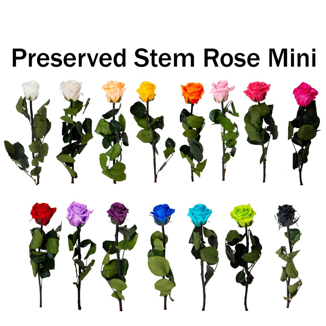 Preserved Rose on Stem Mini 15 Colors Available Eternity Roses Last for ...