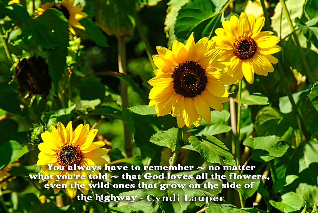 Sunflower Quote Print, Inspirational Gift, Positive Quote, Sunflower ...