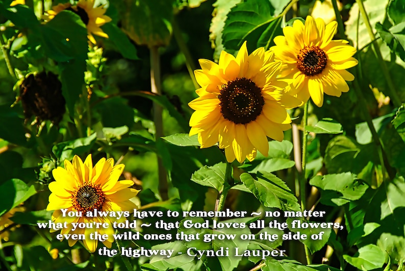 Sunflower Quote Print, Inspirational Gift, Positive Quote, Sunflower ...