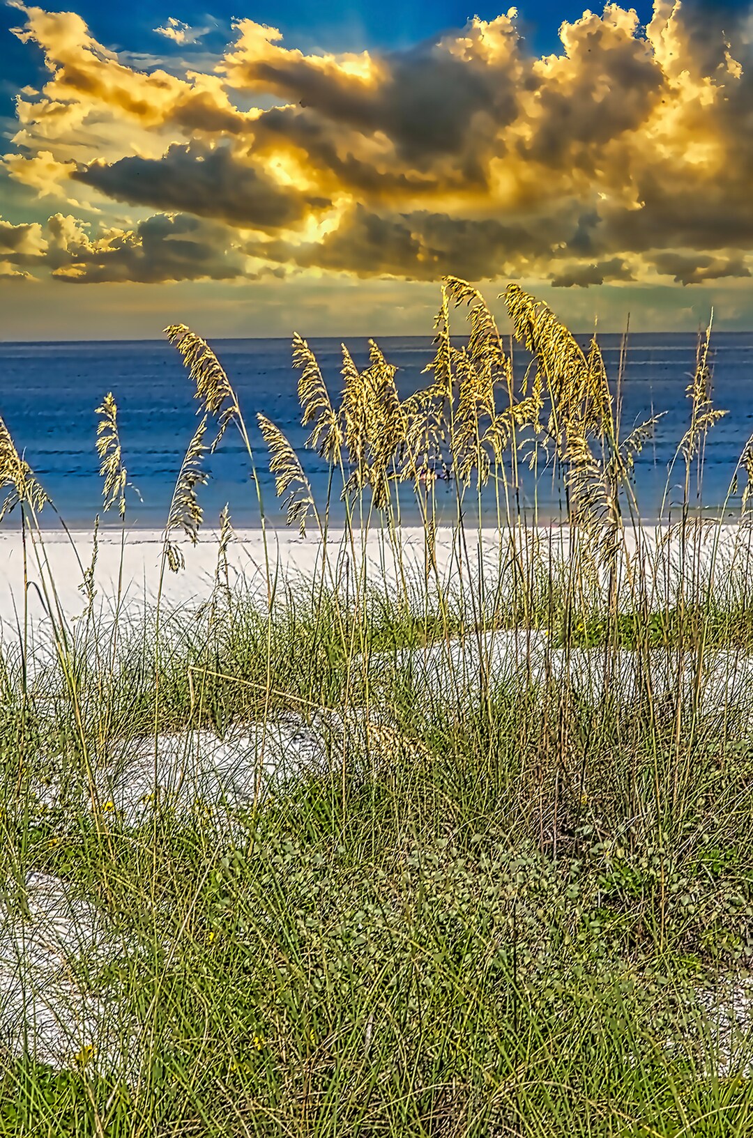 Sandy Sunset Beach Dune Seaoat Acrylic Prints, Metal Seascape Modern ...