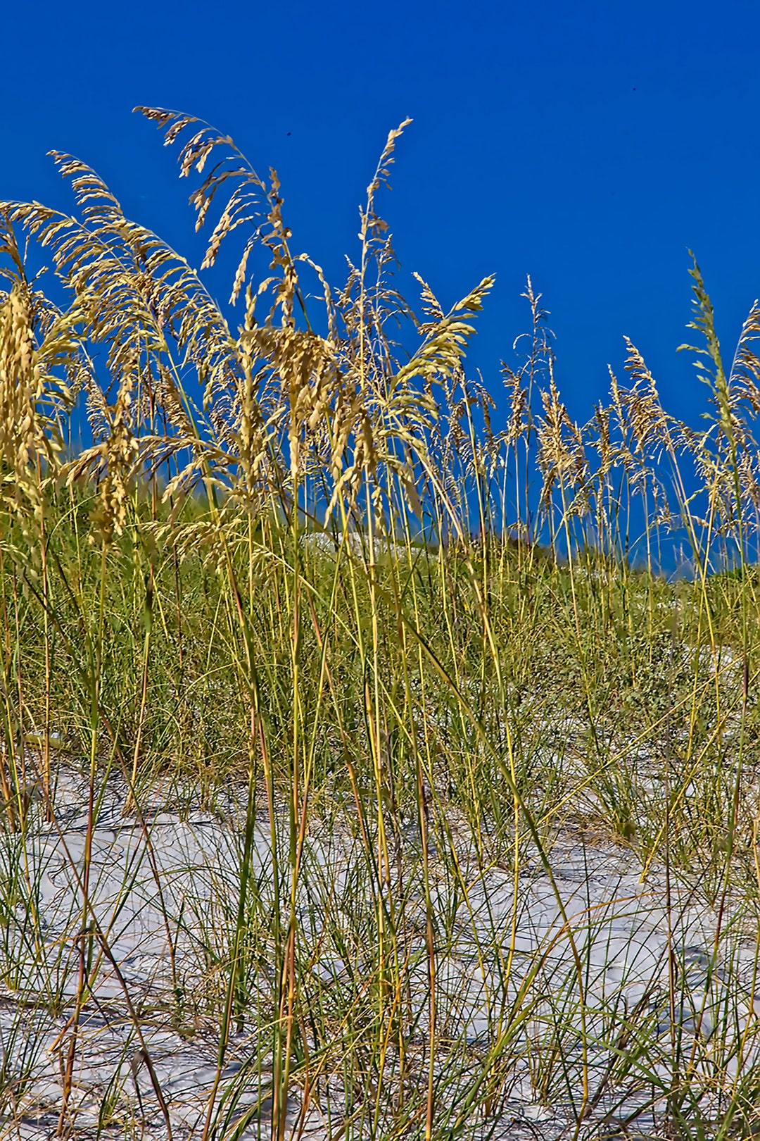 Beach Sea Oats Metal Wall Art Prints for Home Decor, Beach Gold Flower ...