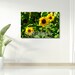 Sunflower Quote Print, Inspirational Gift, Positive Quote, Sunflower ...