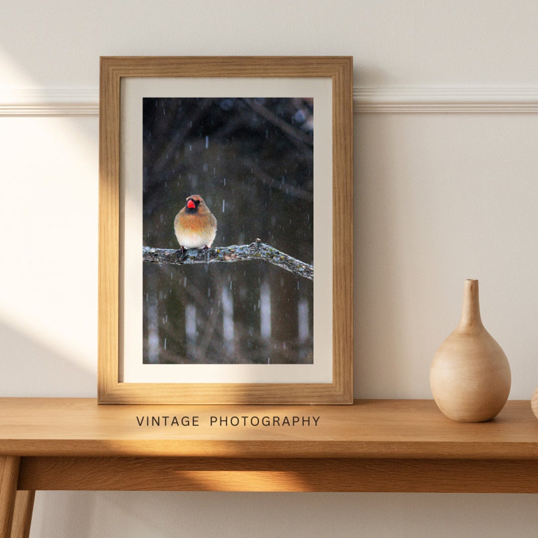 Snowy Female Cardinal, Print Only, Wildlife Photography, Bird ...