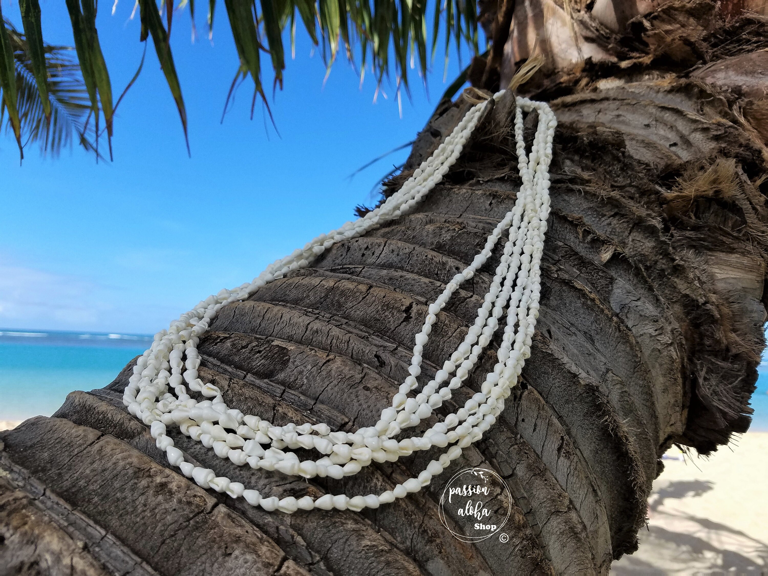 Maui 6 Strand Nasa White Seashells Hawaiian Lei Bundle Sea - Etsy