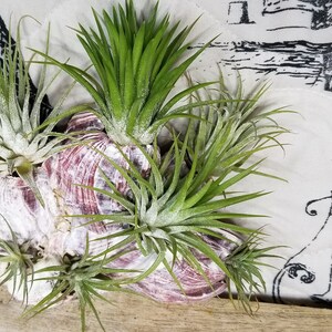 Barnacle Air Plants Gift Home Decor Air Plants - Etsy