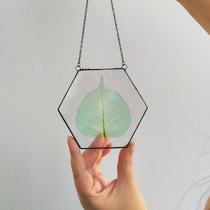 Stained Glass Frame Real Leaf Skeleton, Pressed Plant Frame Hexagon ...