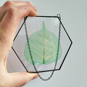 Stained Glass Frame Real Leaf Skeleton, Pressed Plant Frame Hexagon ...
