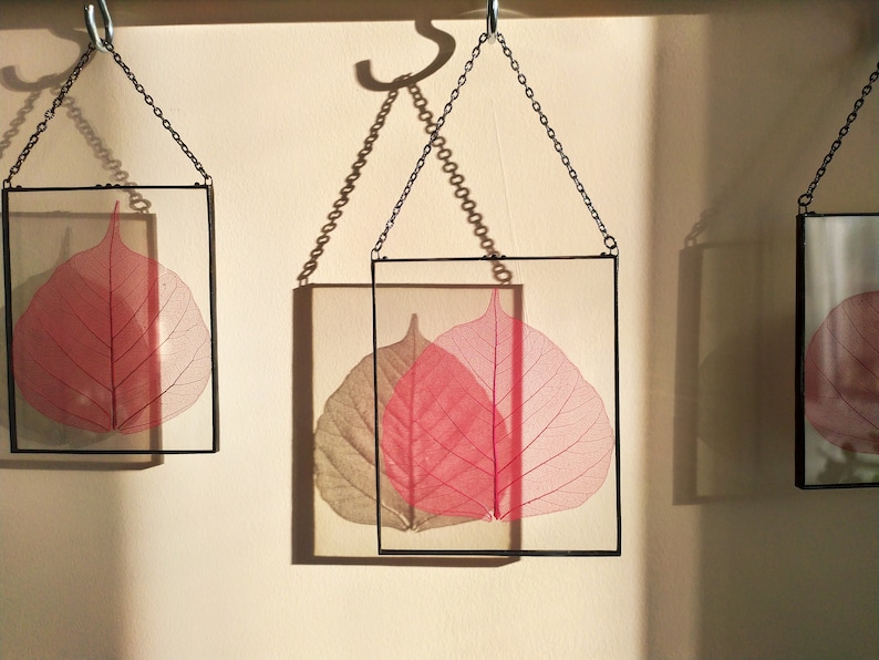 Herbarium Set of 3 Pressed Leaf Skeleton Frame Pressed | Etsy