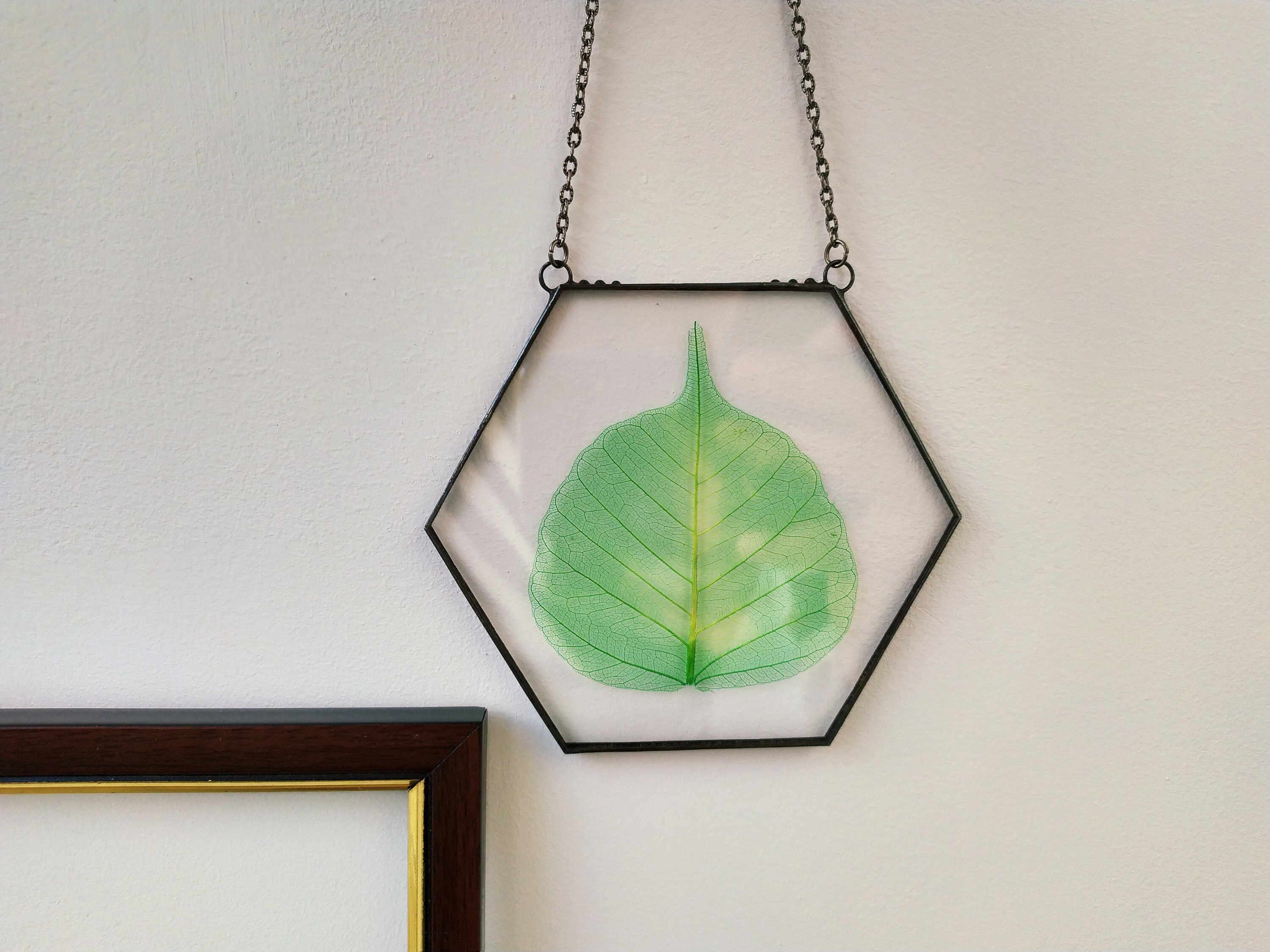 Stained Glass Frame Real Leaf Skeleton Pressed Plant Frame | Etsy