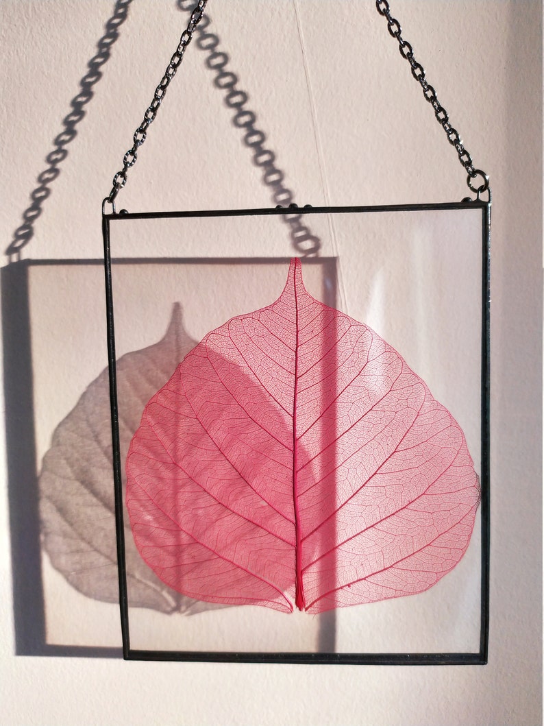 Herbarium Set of 3 Pressed Leaf Skeleton Frame Pressed | Etsy