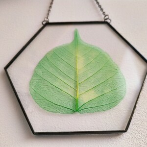 Stained Glass Frame Real Leaf Skeleton, Pressed Plant Frame Hexagon ...