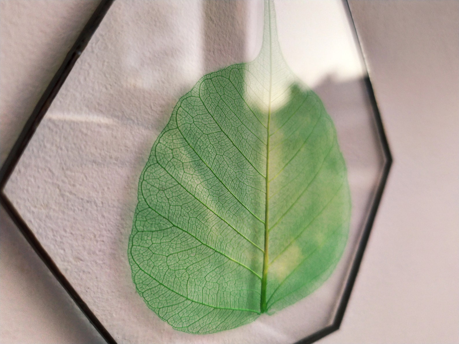Stained Glass Frame Real Leaf Skeleton, Pressed Plant Frame Hexagon ...