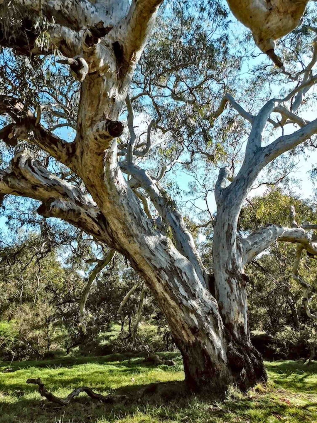 The Twisted Limbs of the Ancient Australian Gum Tree 01 - Etsy