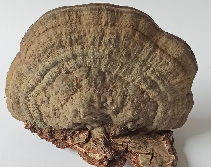 Dried Large Polypore,craft Tree Fungus Natural - Etsy