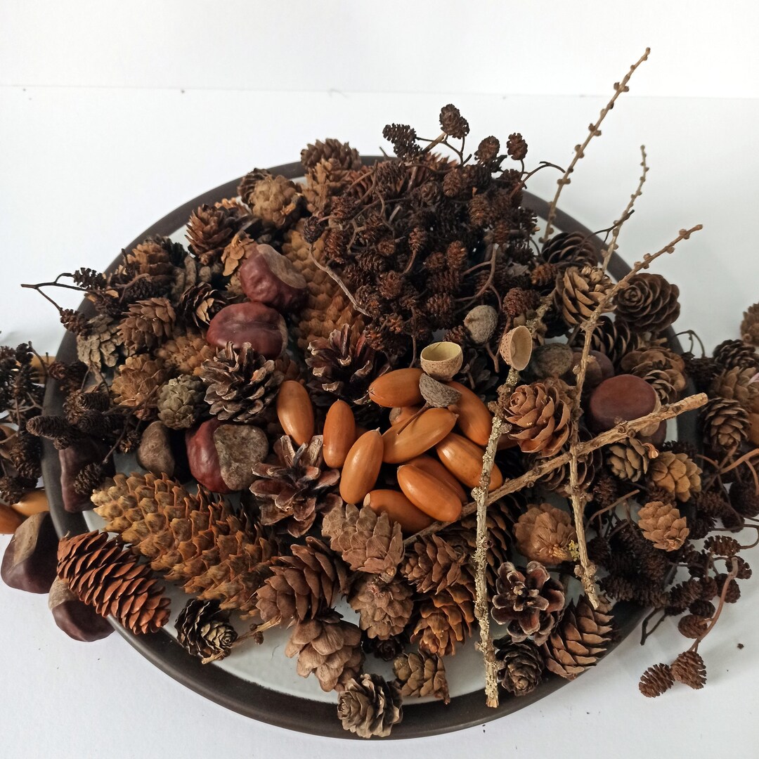 Natural Cones Mix, Acorns and Chestnuts Terrarium Kit, Dry Natural ...