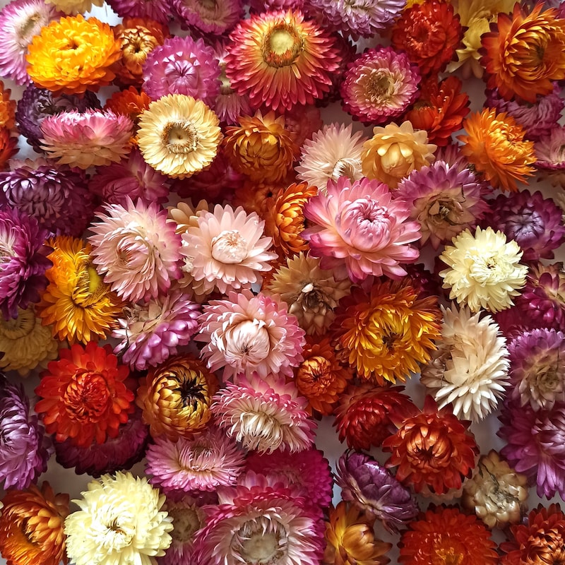 Straw Flowers - Etsy