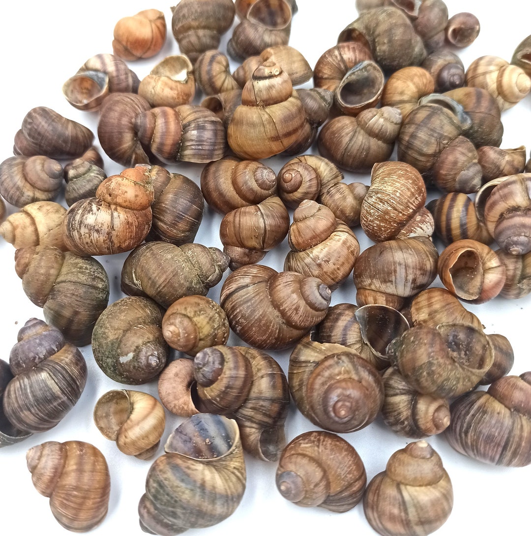 Natural Shells 60 Pieces,river Shells . Crafting Nautical Beach Decor ...