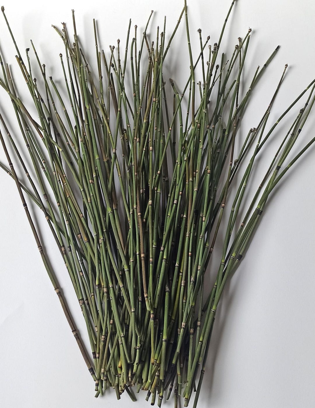 Dried Horsetail Stems Bunch, Natural Color Dry Horsetail,green Vase ...