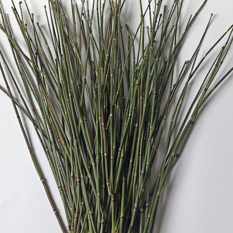 Horsetail Reed - Etsy