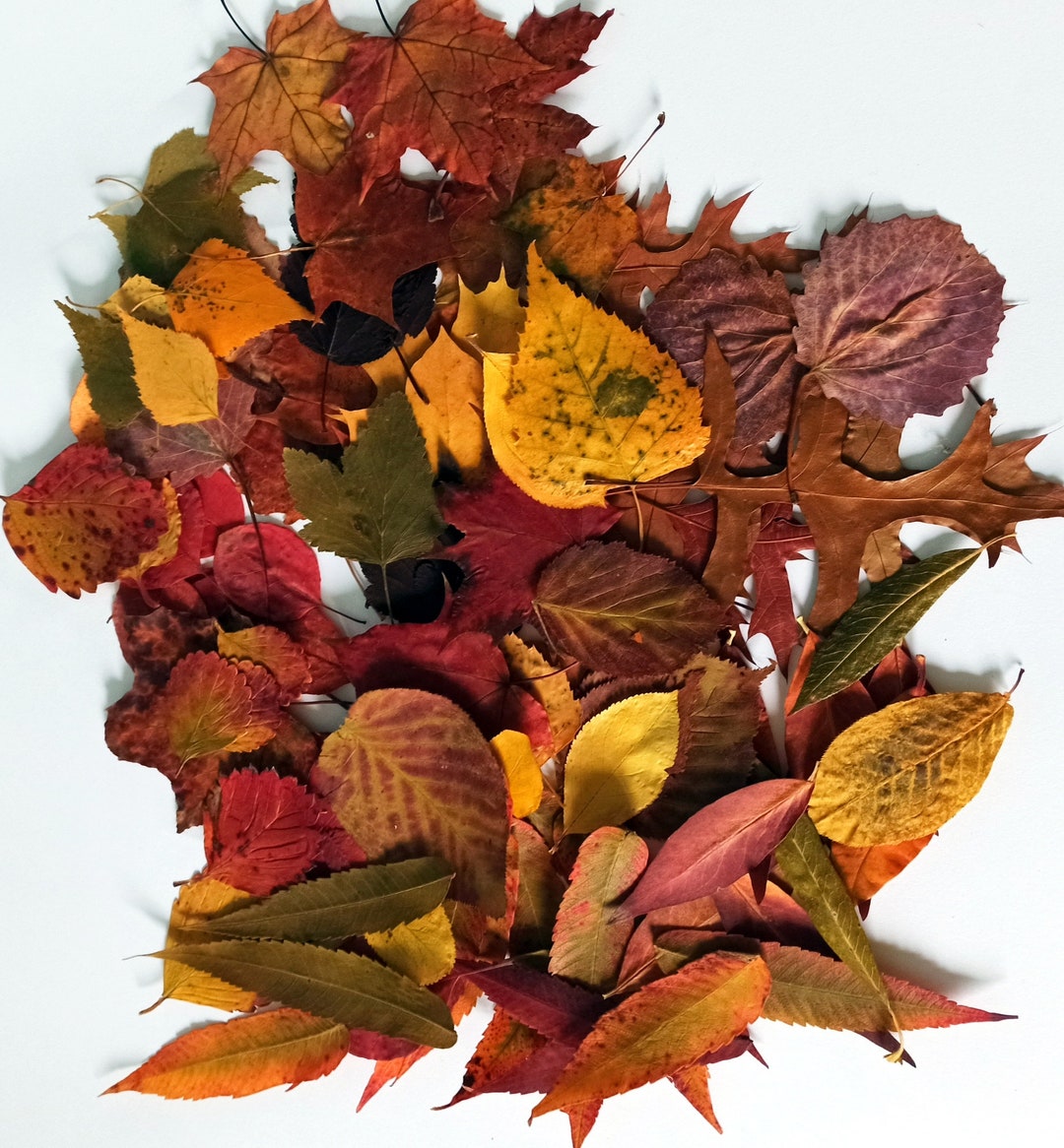 Pressed Leaves Set of 100 Mix Color Real Fall Leaf Floral Botanical ...