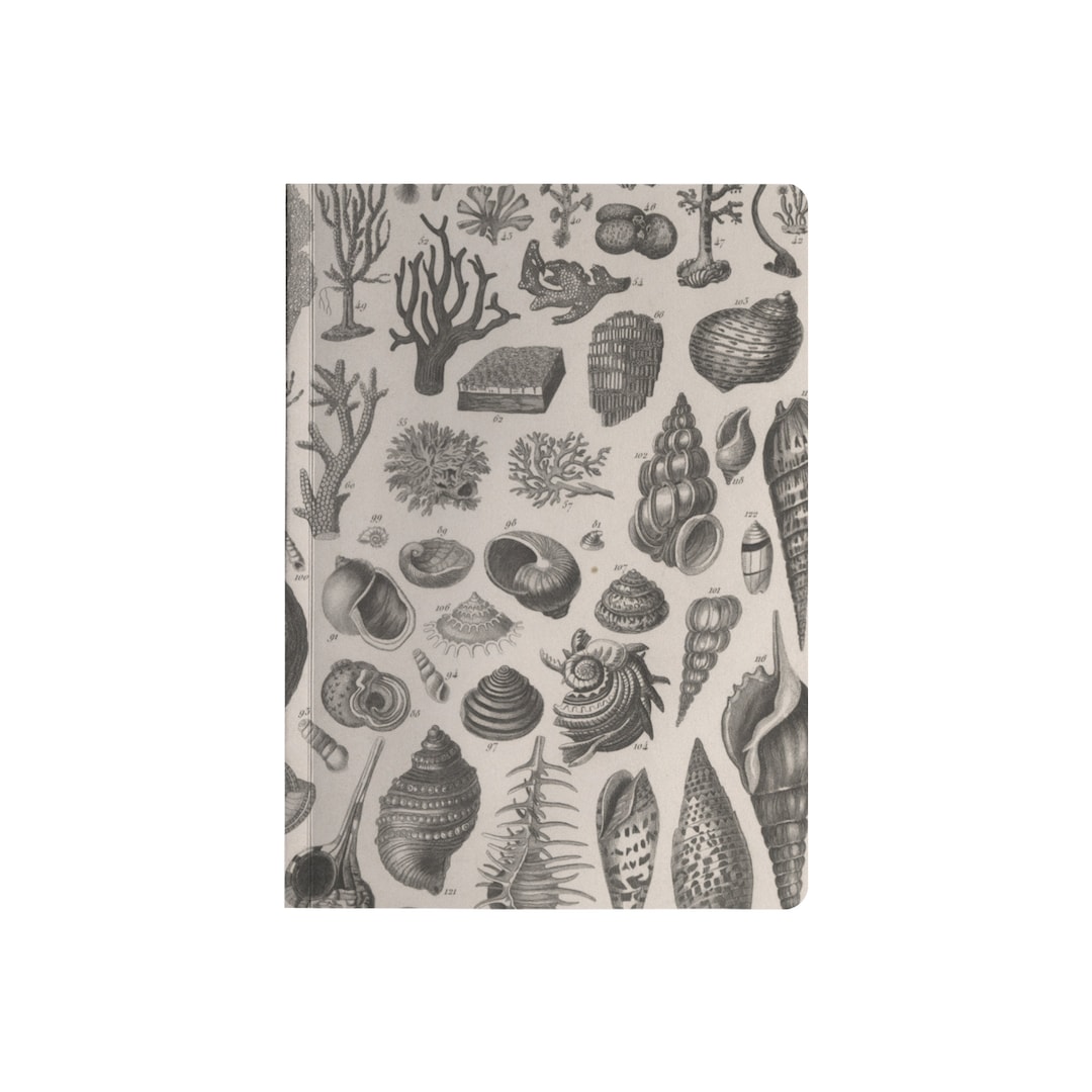 Antique Sea Shell Illustration - Etsy