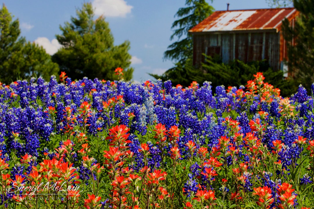 Texas Bluebonnet Wall Decor - Etsy