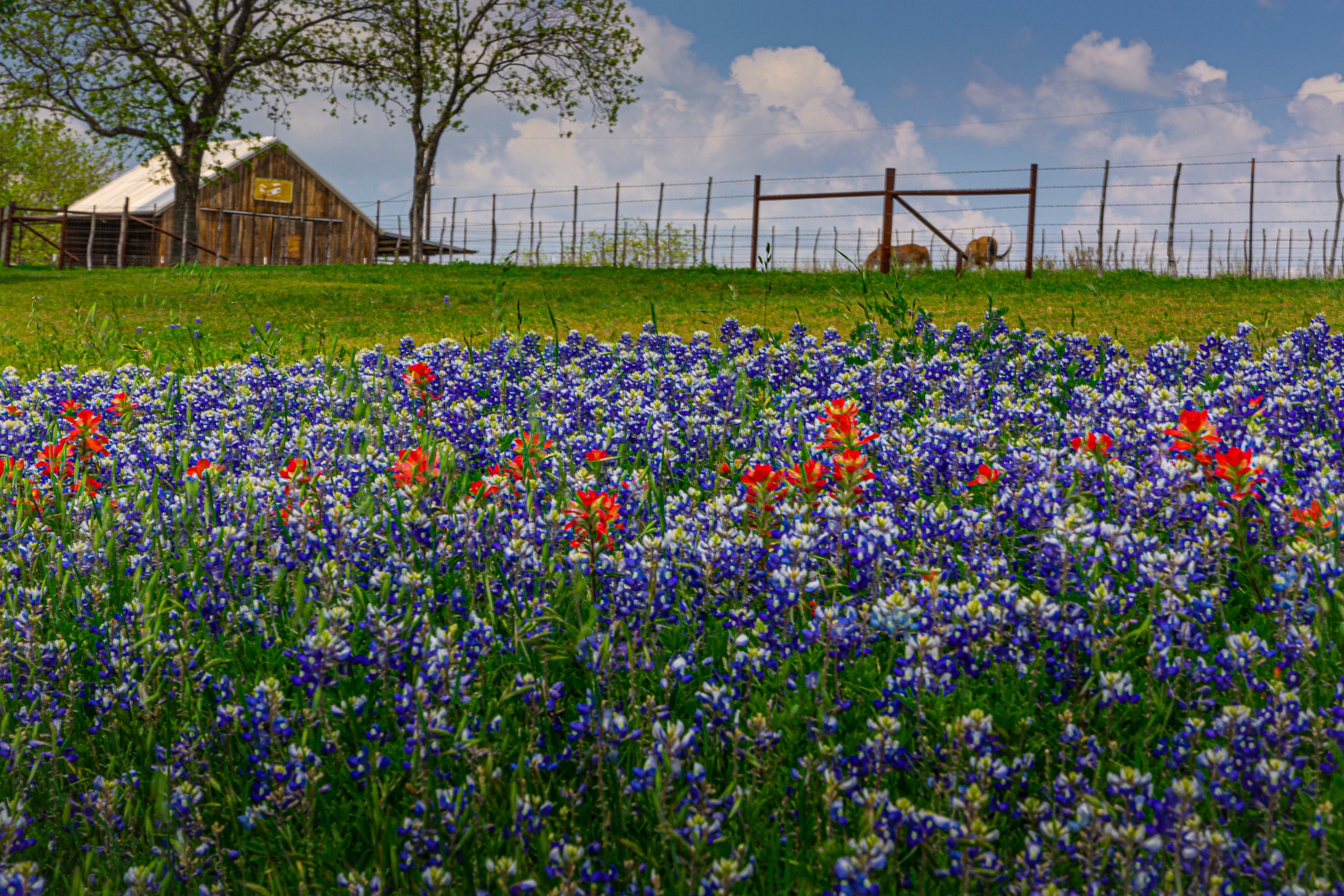 Bluebonnets on Farm With Horses, Art Print - Etsy