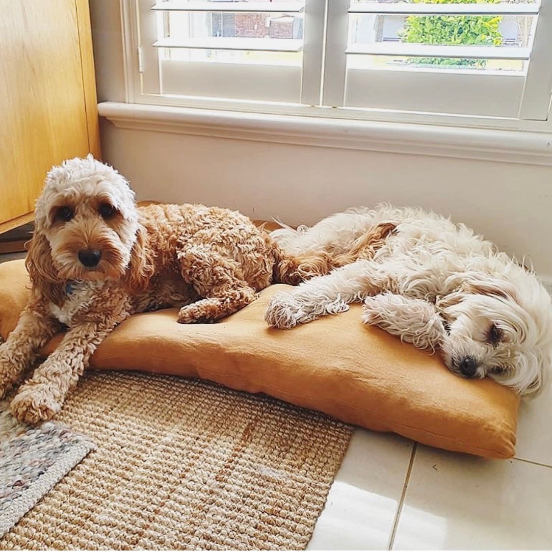 Linen Dog Bed Dog Day Bed Floor Cushion - Etsy