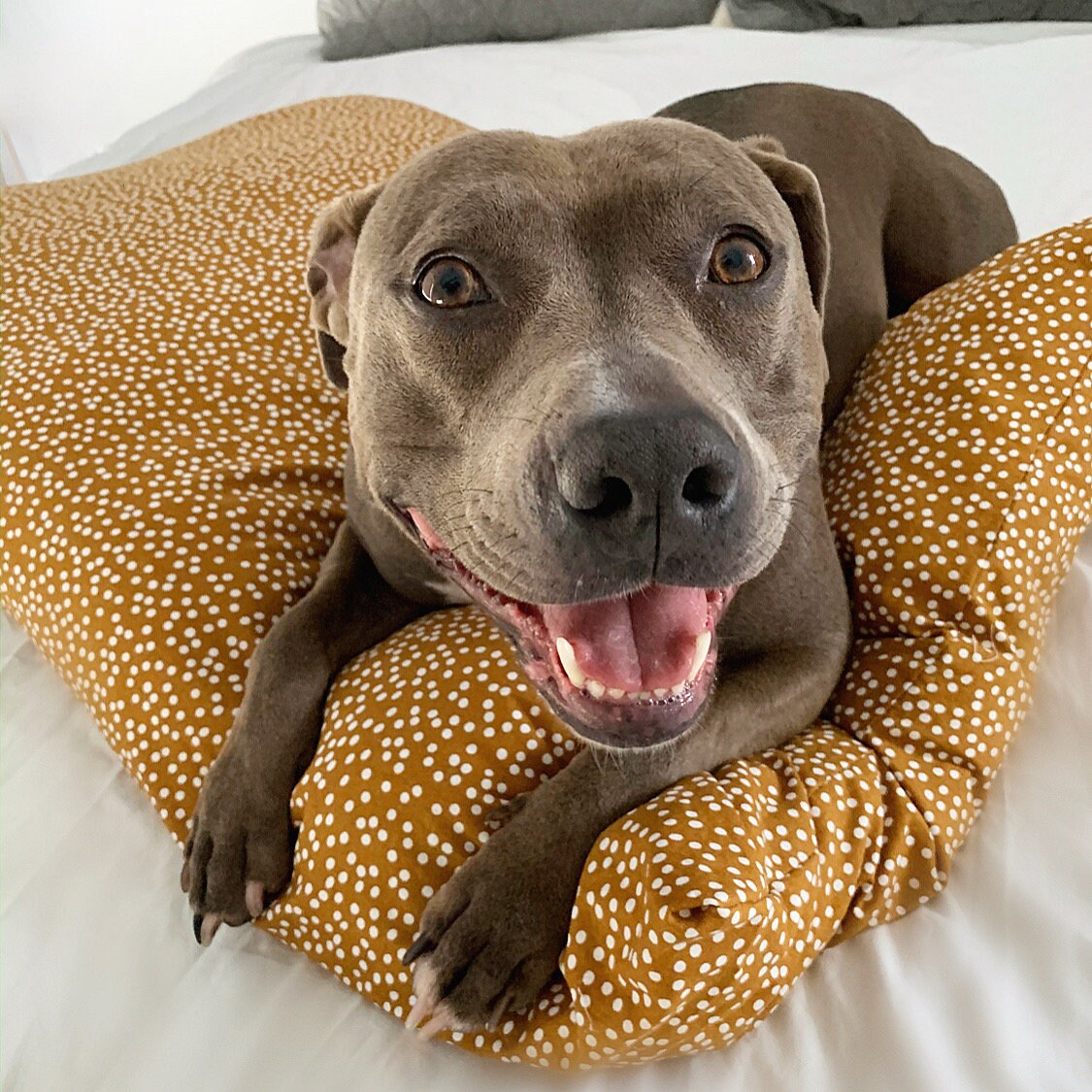 Linen Dog Bed Dog Day Bed Floor Cushion - Etsy