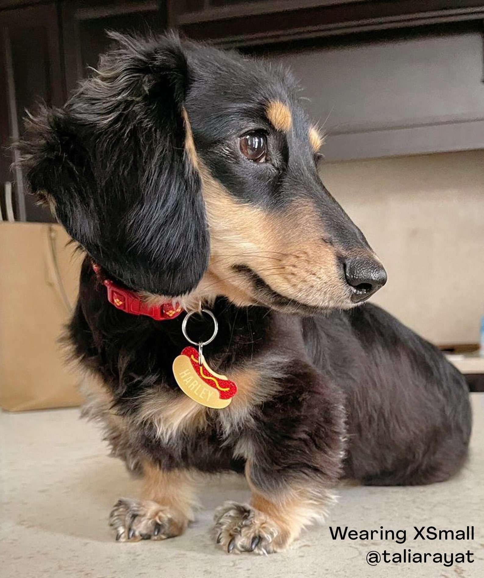 Custom Pet Tag for Dogs and Cats | Personalized Weiner Hot Dog Tag ...
