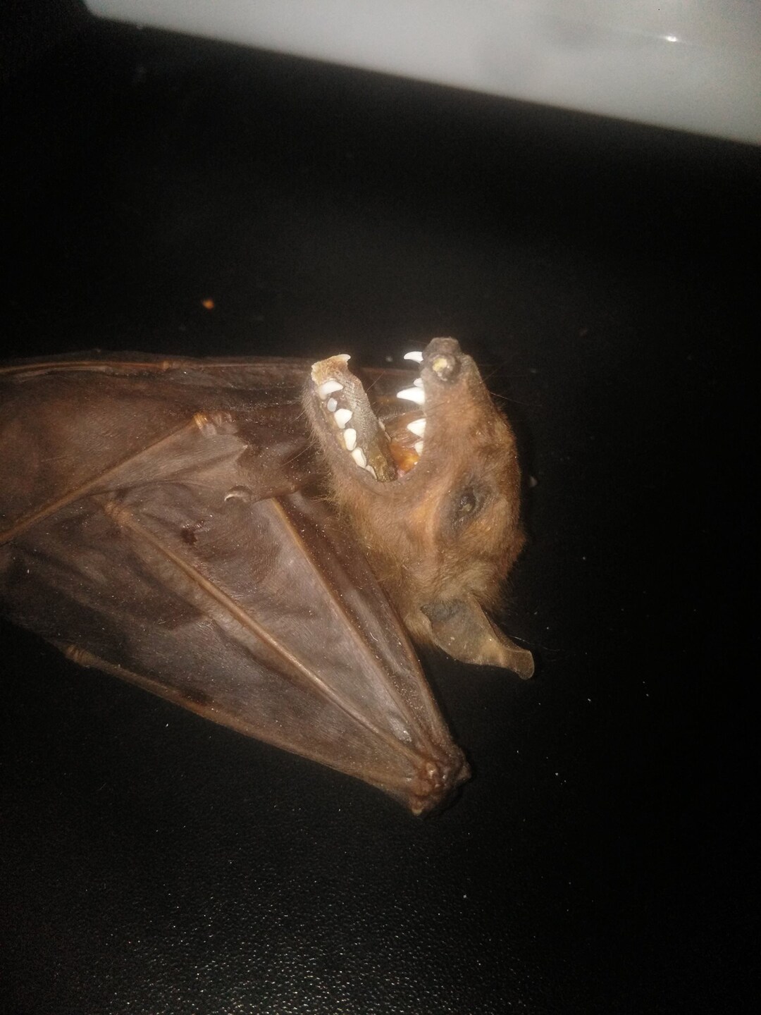 Taxidermy Mummified Bat With Teeth Intact - Etsy