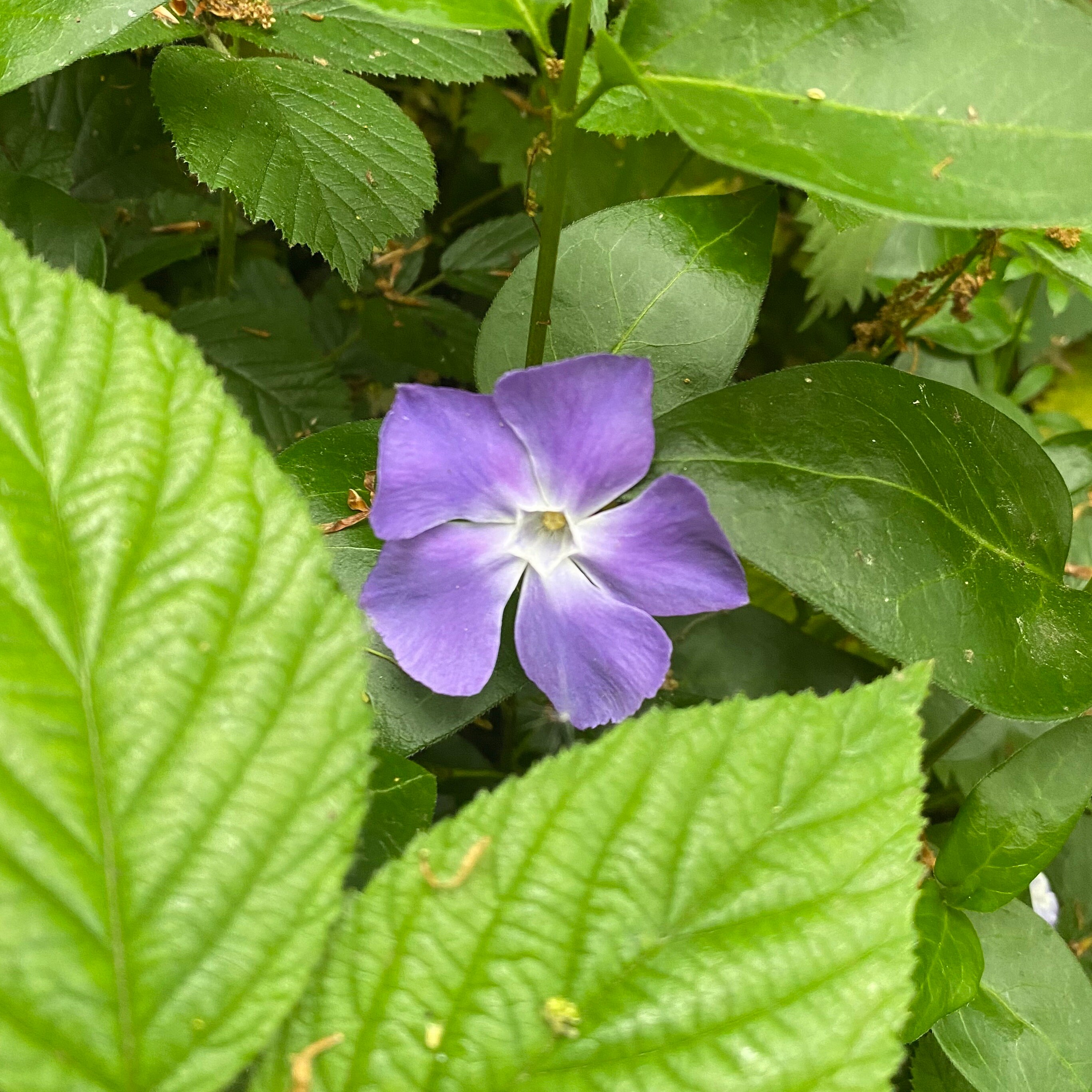 Periwinkle Blue Flower Pendant Necklace, Silver Plated - Etsy