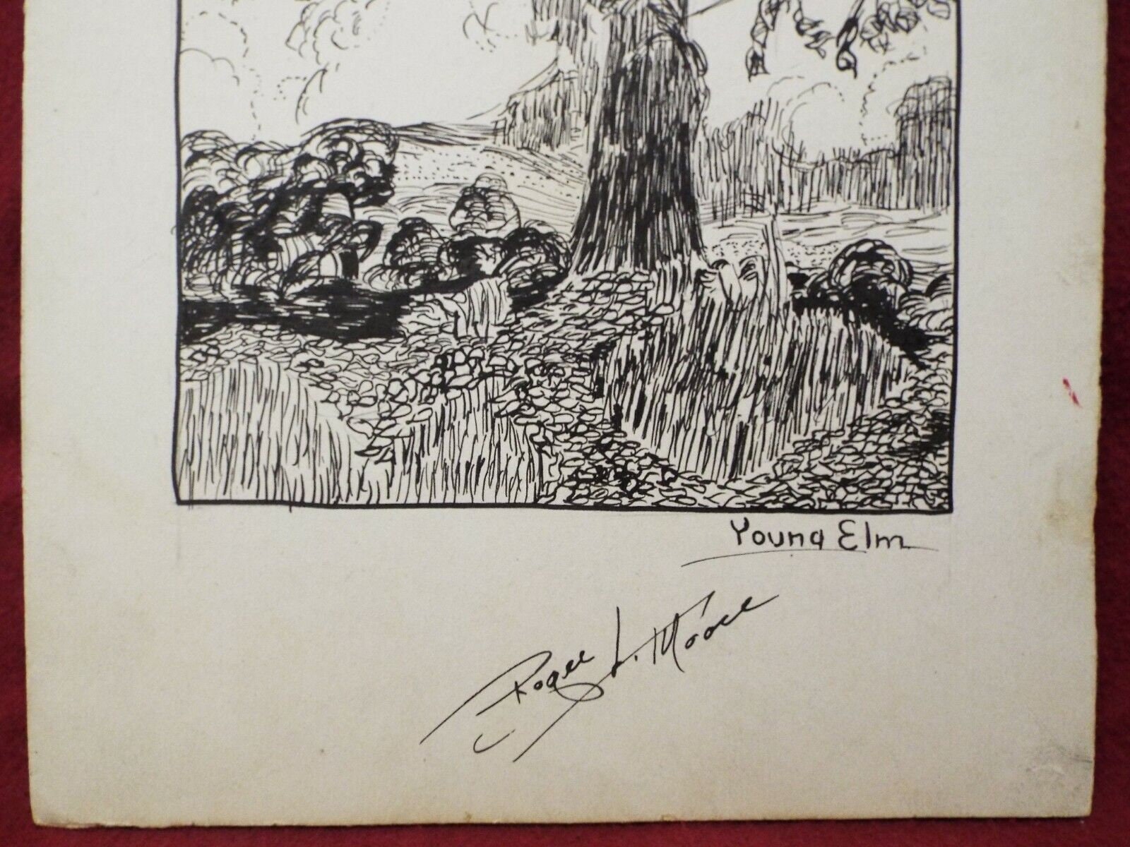 Old young Elm Tree Pen & Ink DRAWING Art Signed Roger L Moore Nature ...
