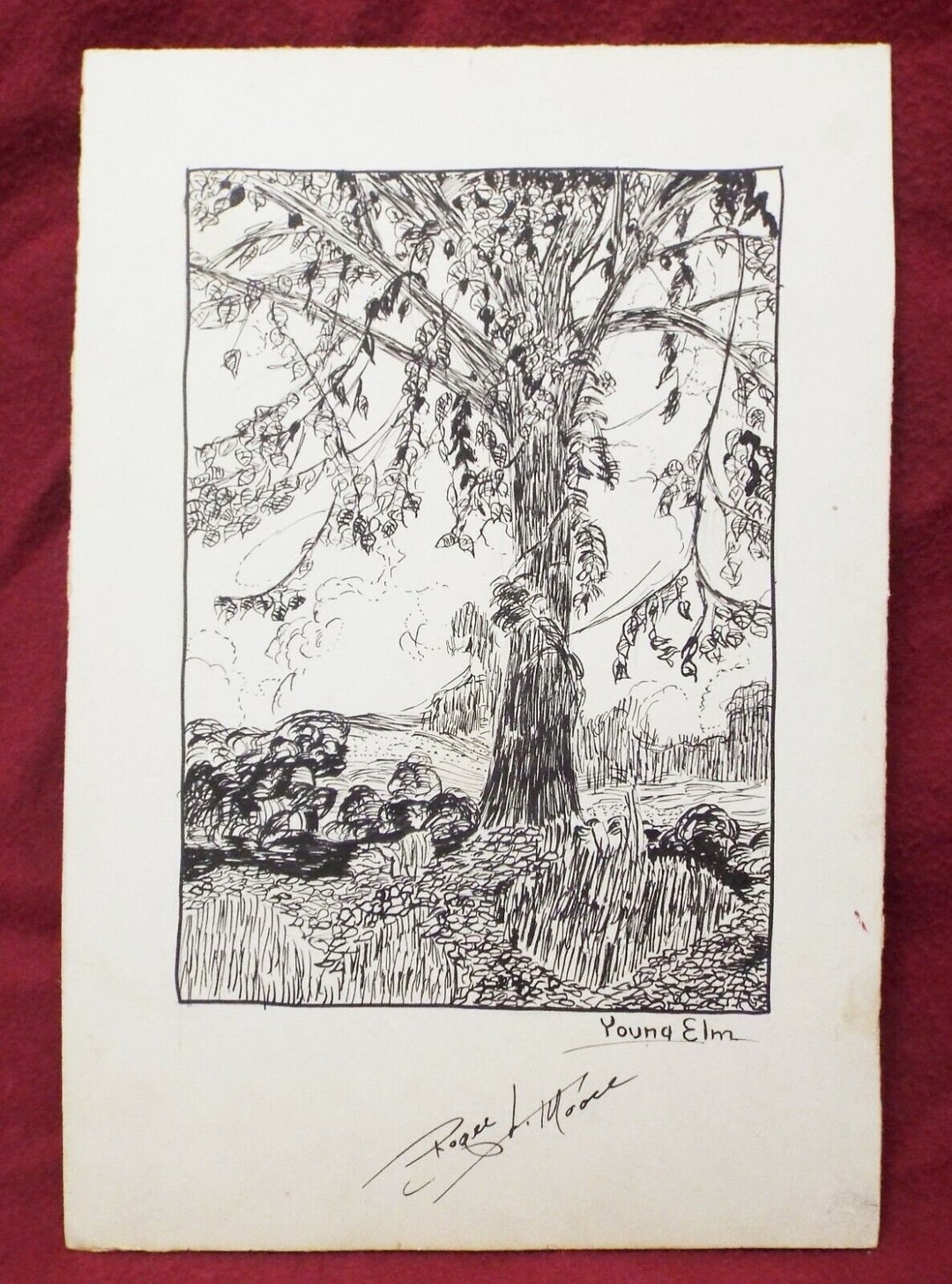 Old "young Elm" Tree Pen & Ink DRAWING Art Signed Roger L Moore Nature ...