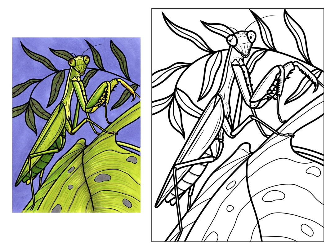 18x24 Kids Insect Coloring Poster: Manny the Praying Mantis, Child DIY ...