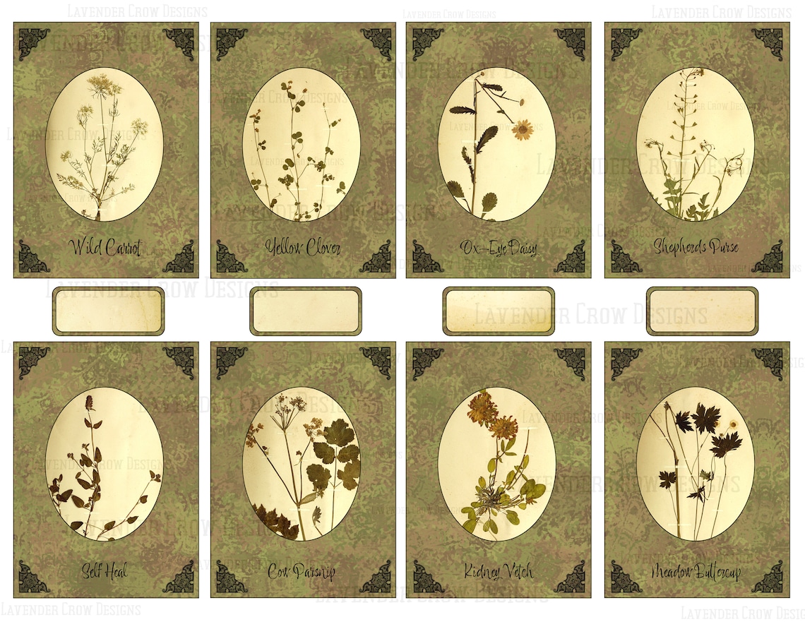 Pressed Flower Specimens - Floral Ephemera - Junk Journal Ephemera ...