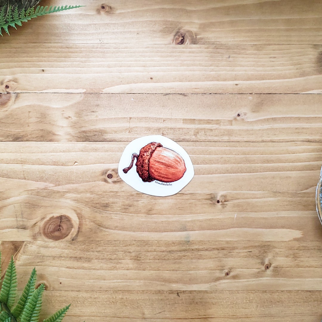 Acorn Vinyl Sticker Decal - Etsy