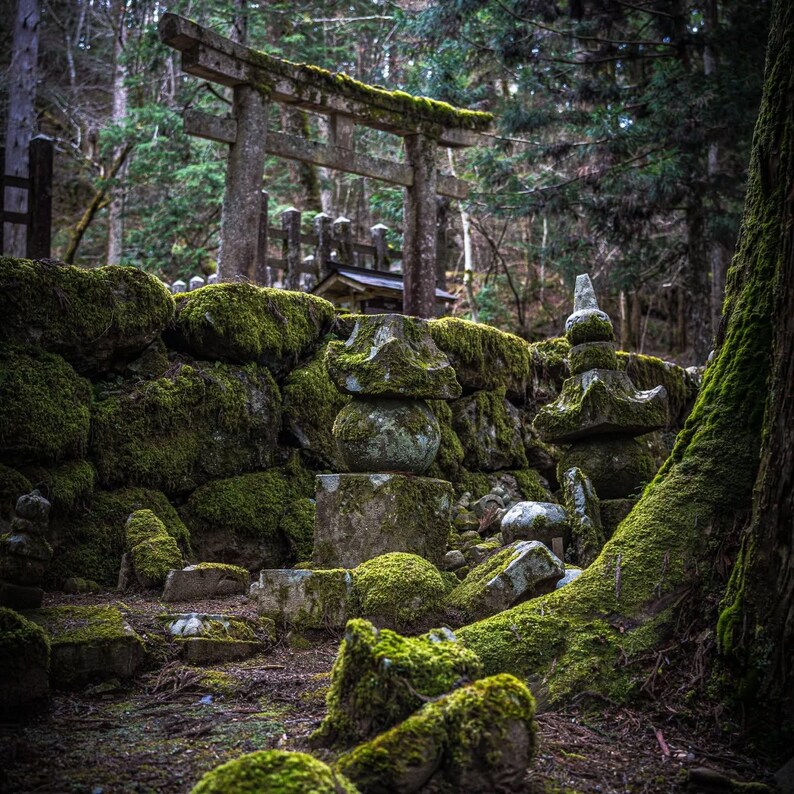 Japan Moss Temple Photo | Ancient Forest Wall Art | Kyoto Nature ...