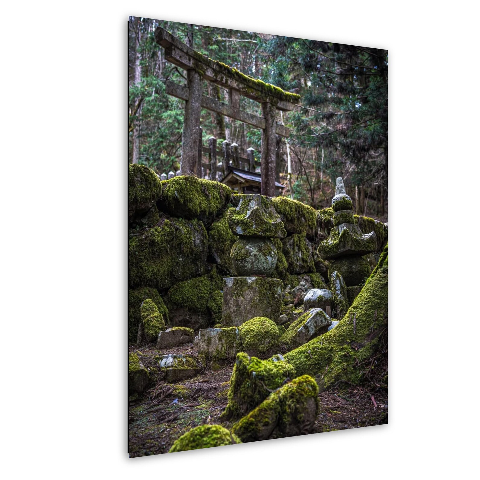 Japan Moss Temple Photo | Ancient Forest Wall Art | Kyoto Nature ...