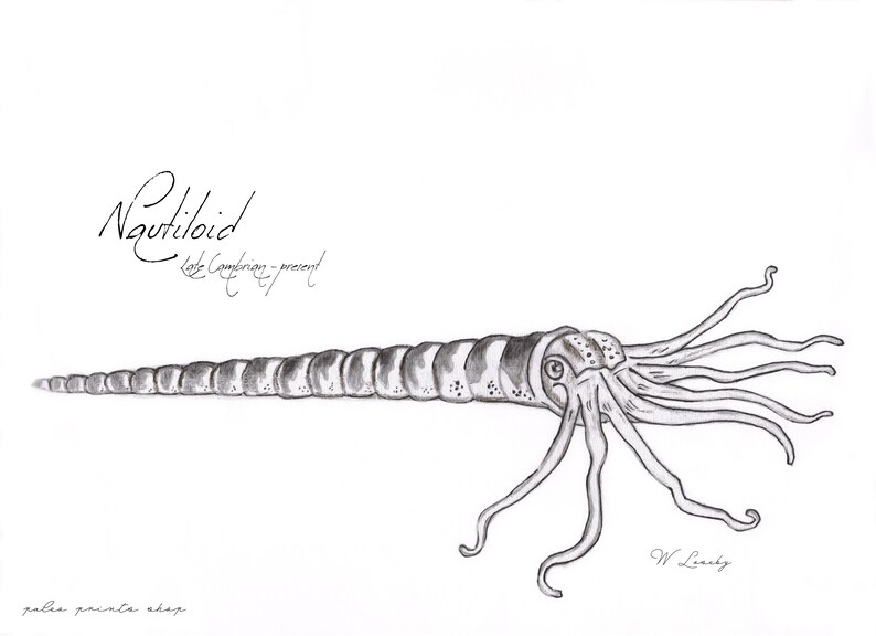 Paleo Art - Nautiloid - Handrawn Ink Sketch for Digital Download - Etsy