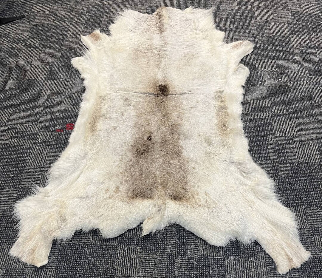 Albino Reindeer Pelt From Norway 60 X 40 - Etsy
