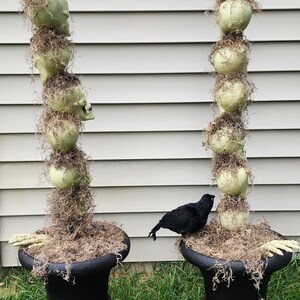 Stacked Skulls, 57in Glowing Skulls, Illuminated Skulls, Skulls for ...