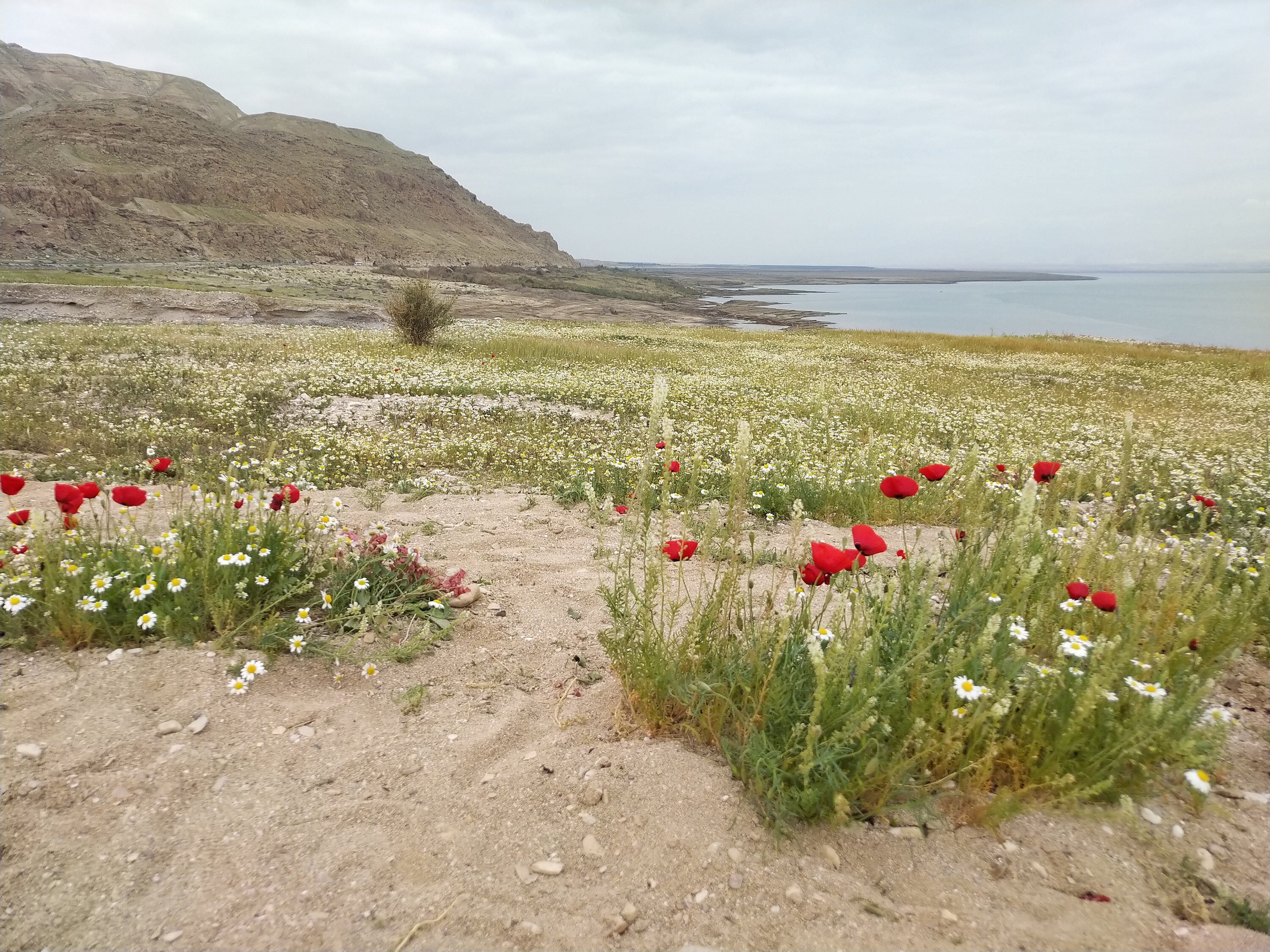 Dead Sea Art, Israel Art, Holy Land Art, Israel Landscape, Free Motion ...