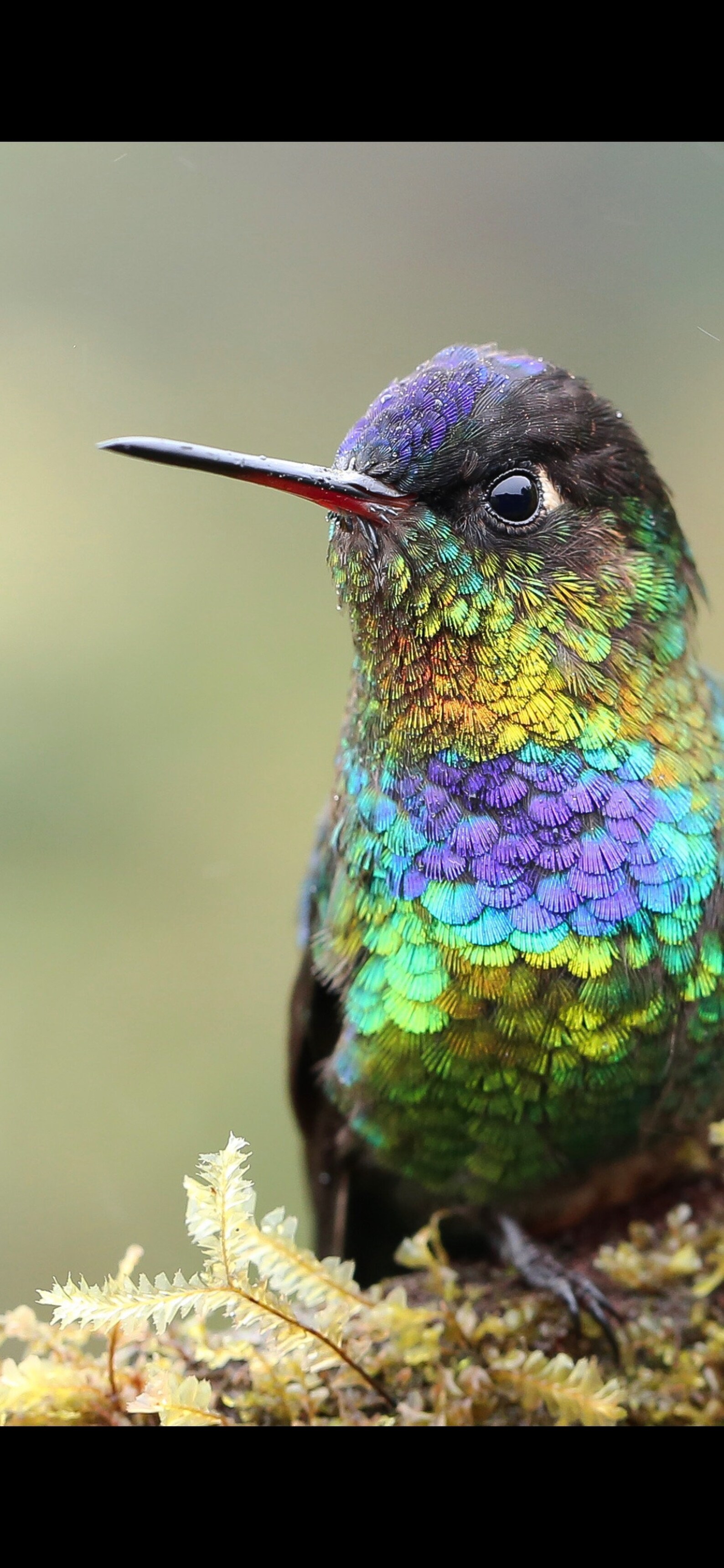 Hummingbird Collection - Etsy