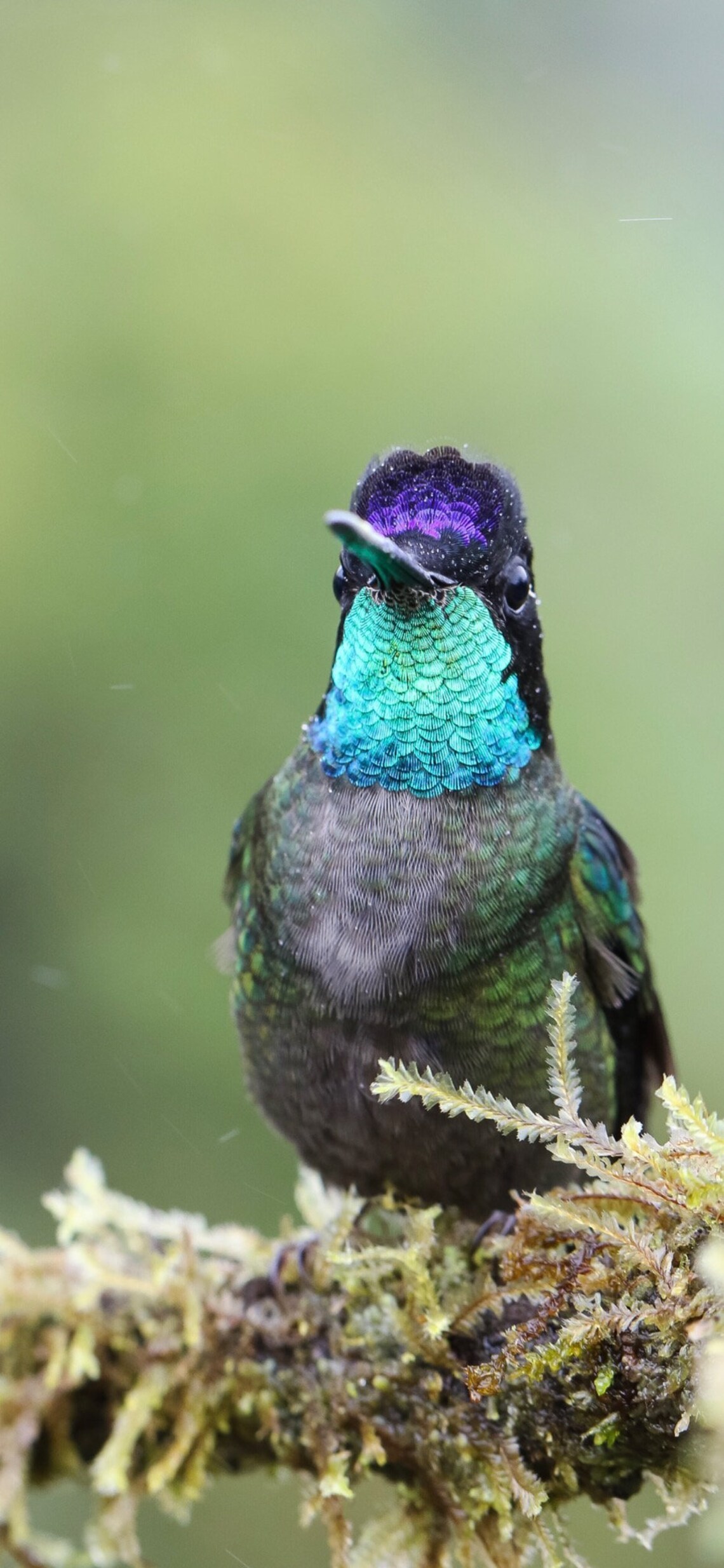 Hummingbird Collection - Etsy