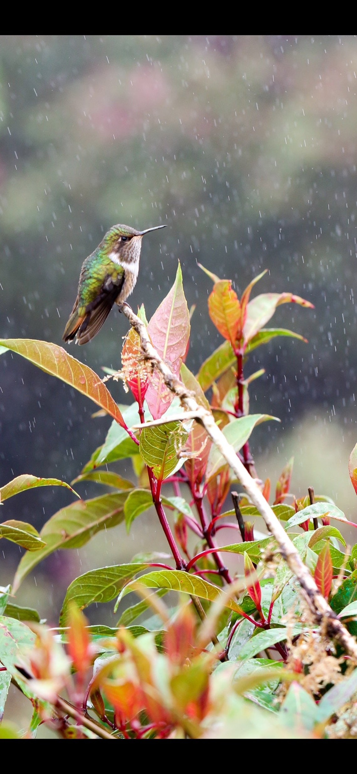 Hummingbird Collection - Etsy