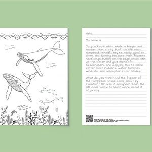 The Flipper of the Humpback Whale - Was It Designed? - JW Kids Letter ...